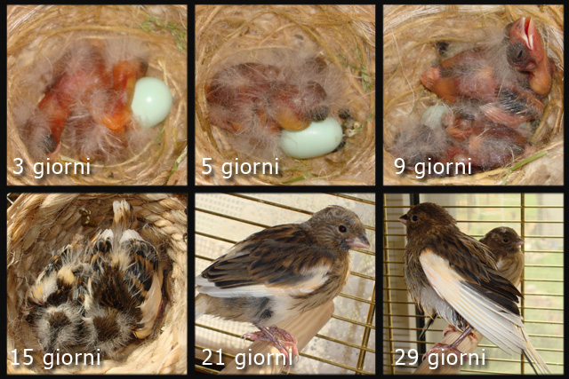 Canarini, lo svezzamento dei novelli