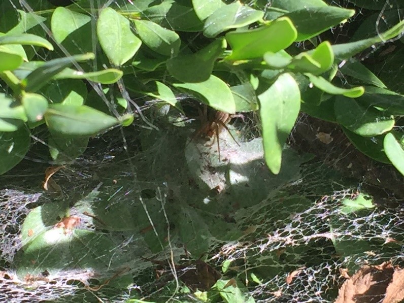 The Natural History of Grinnell College: Along Came a Spider: Habitat ...
