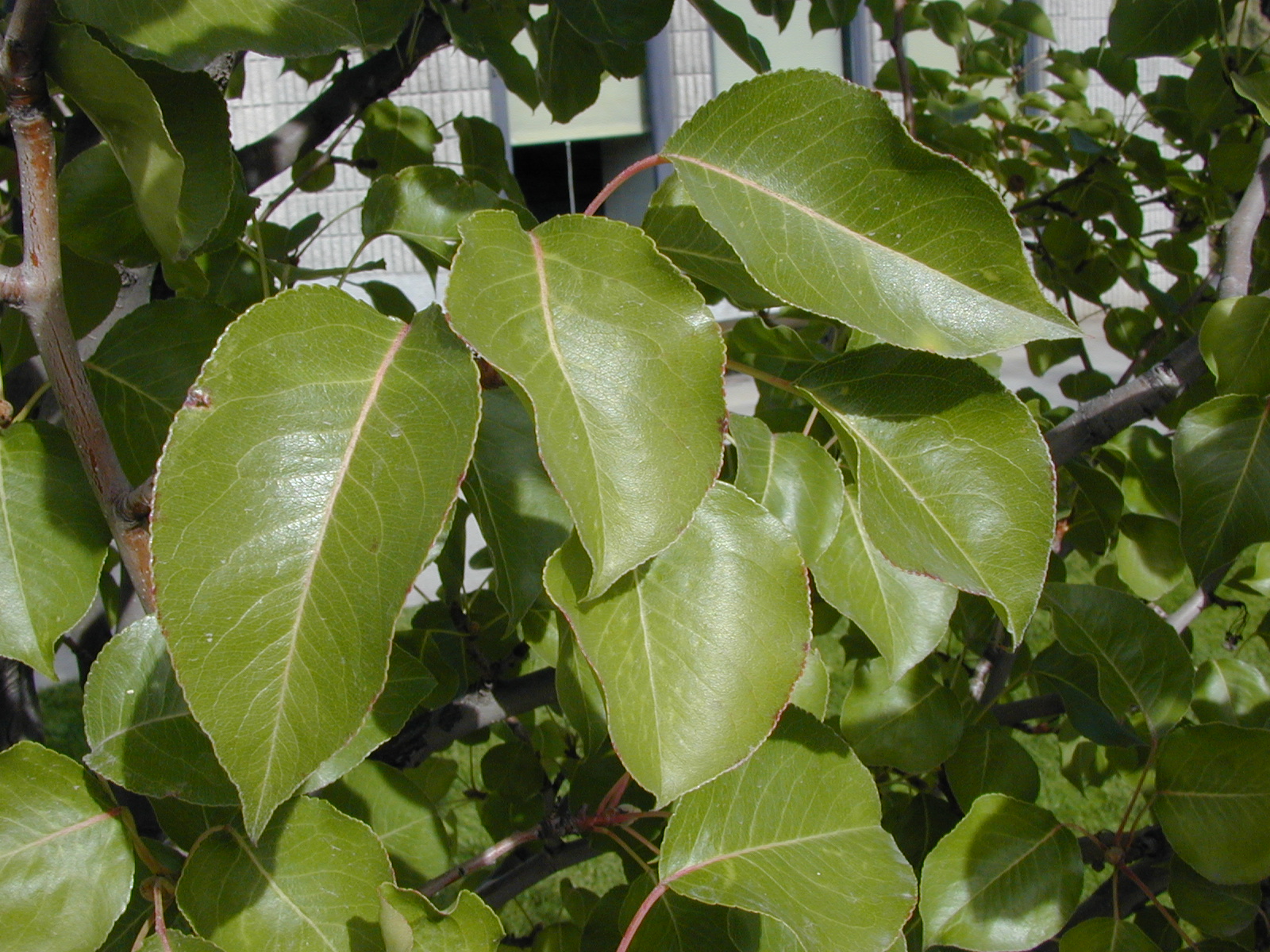 Trees of Santa Cruz County: Pyrus calleryana - Callery Pear