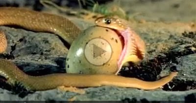 Snake Eating Egg - Wow spicy News