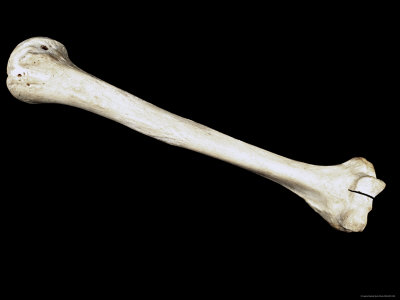 VETERINARY Anatomy - BONE(HUMERUS)