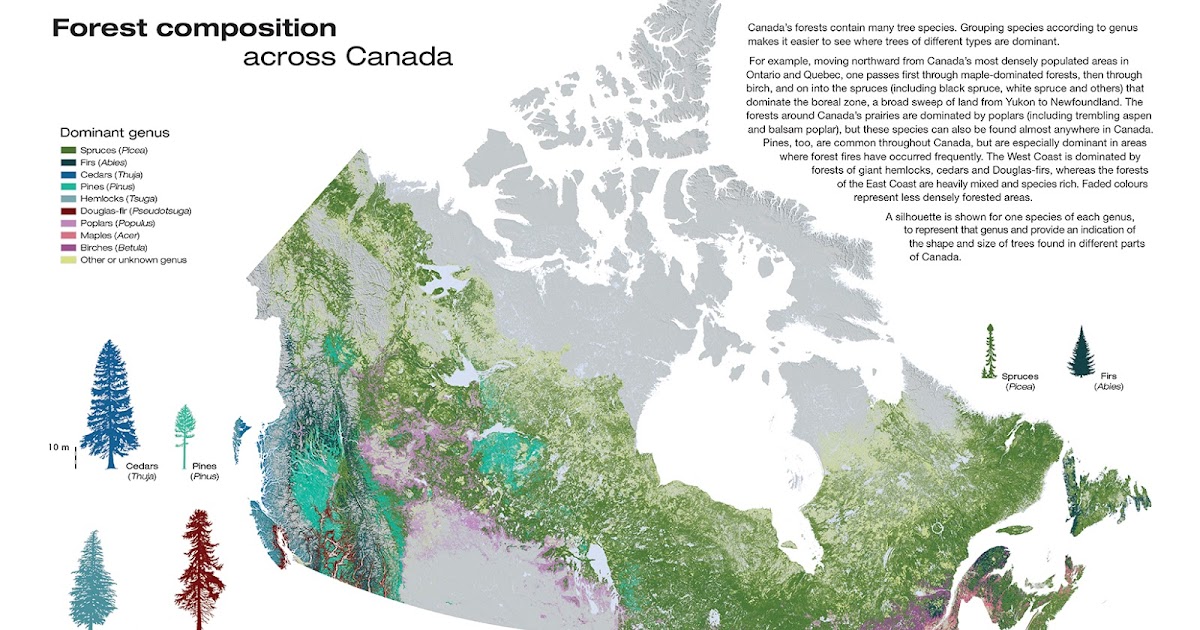 Forest composition across Canada