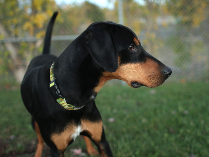 Doby - Doberman Pinscher