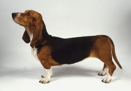 Pasemski psi: Arteško-normandijski baset