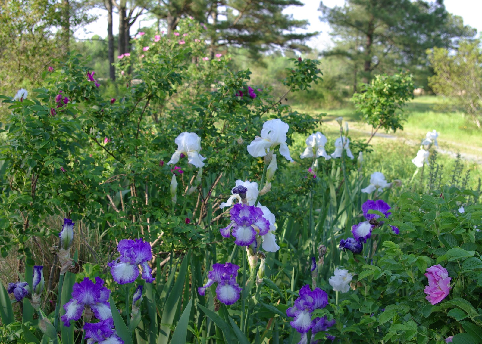 sweetbay: Blooming Friday ~ colors