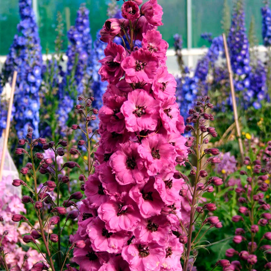 Delphinium Pink