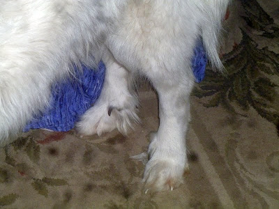 Rural Revolution: Questions about Pyrenees