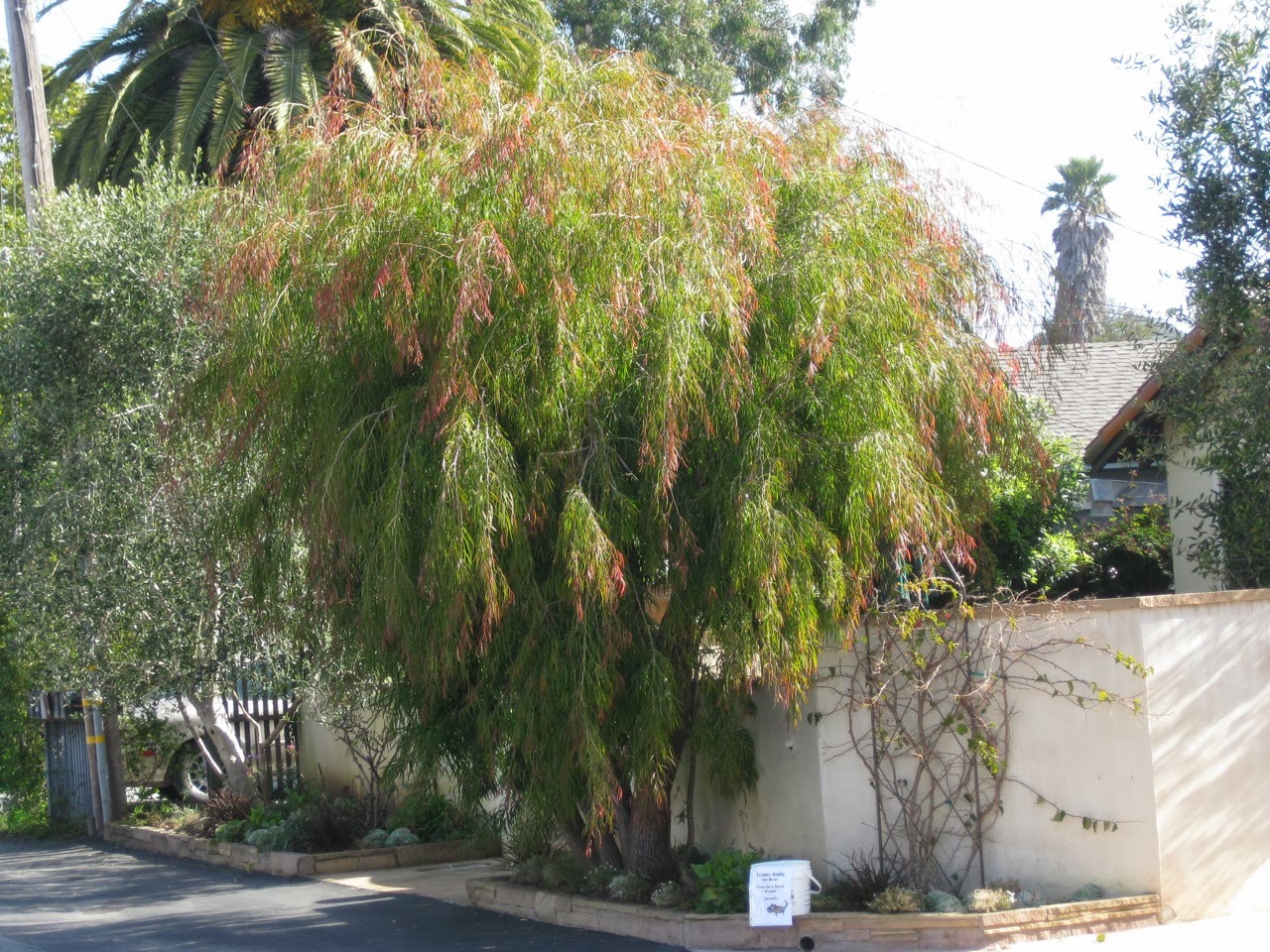 Trees of Santa Cruz County: Agonis flexuosa - Peppermint Willow