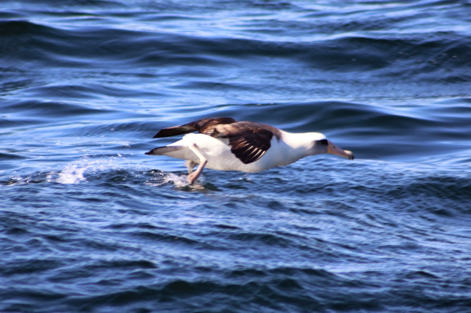 Hipster Birders: Here Be Albatrosses: Our First Pacific Pelagic