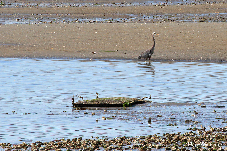 Similk Bay Shorebirds