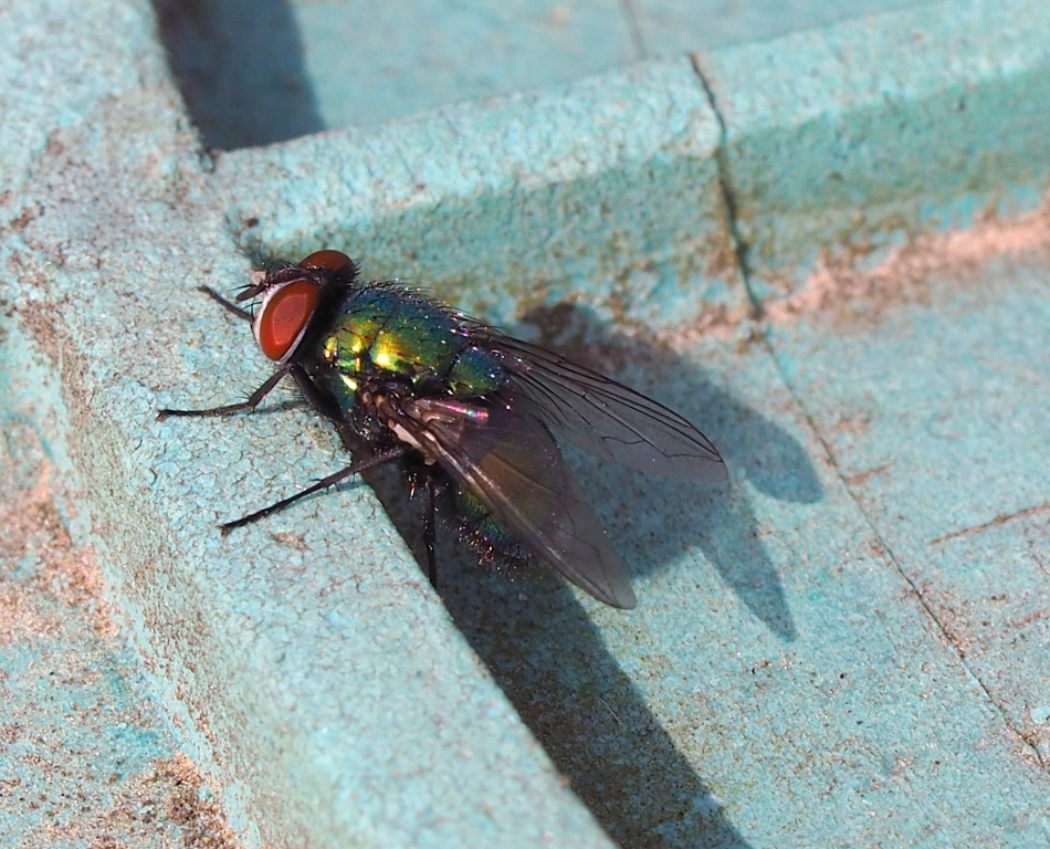 život kolem nás: Krása mouchy