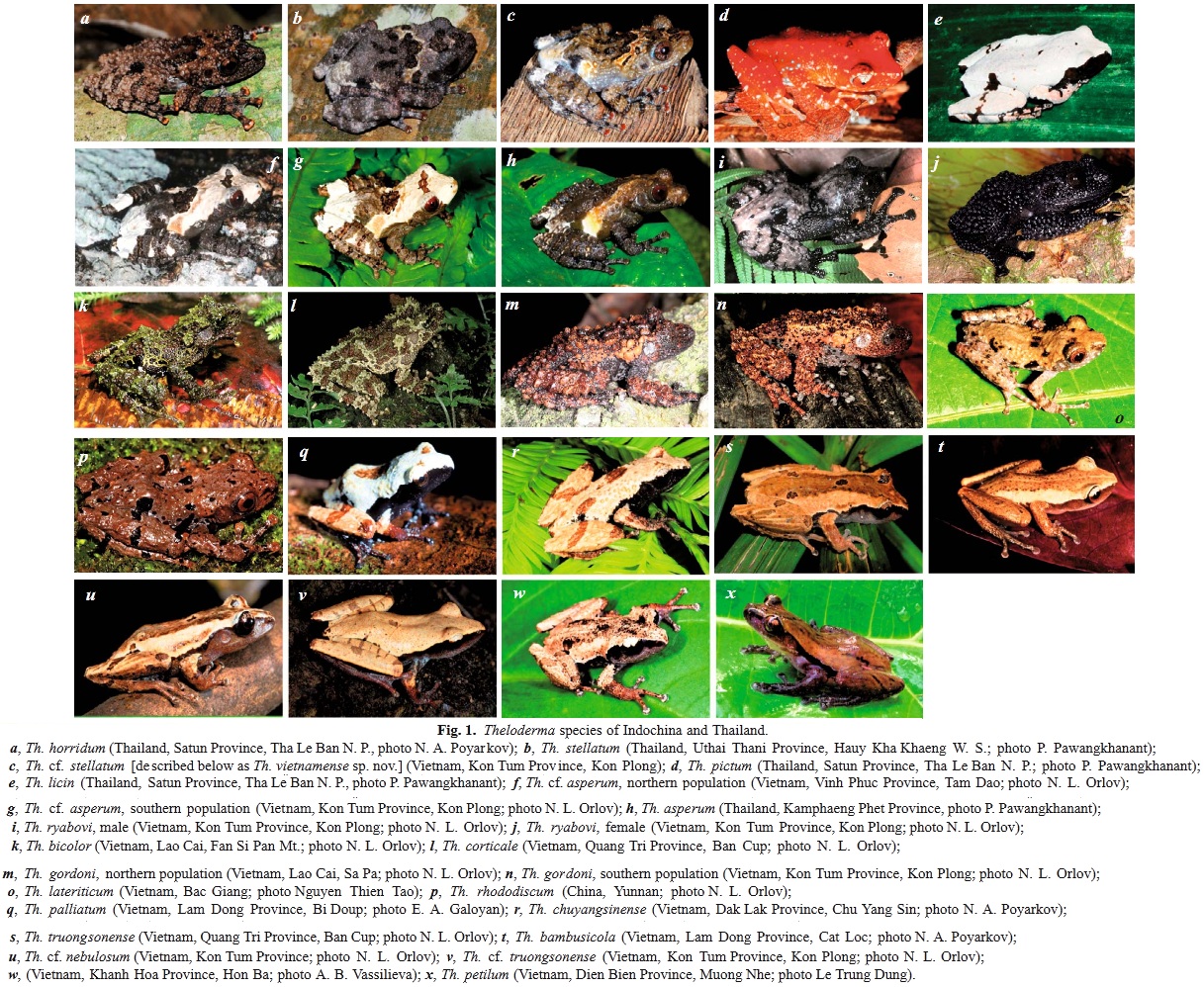 Species New to Science: [Herpetology • 2015] Sorting Out Moss Frogs ...
