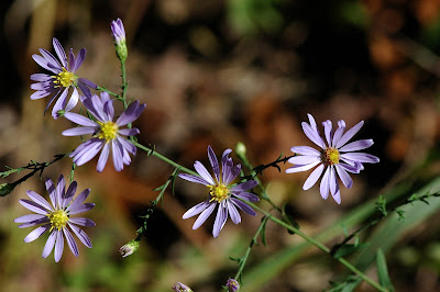 Field Biology in Southeastern Ohio: Some Ohio Asters