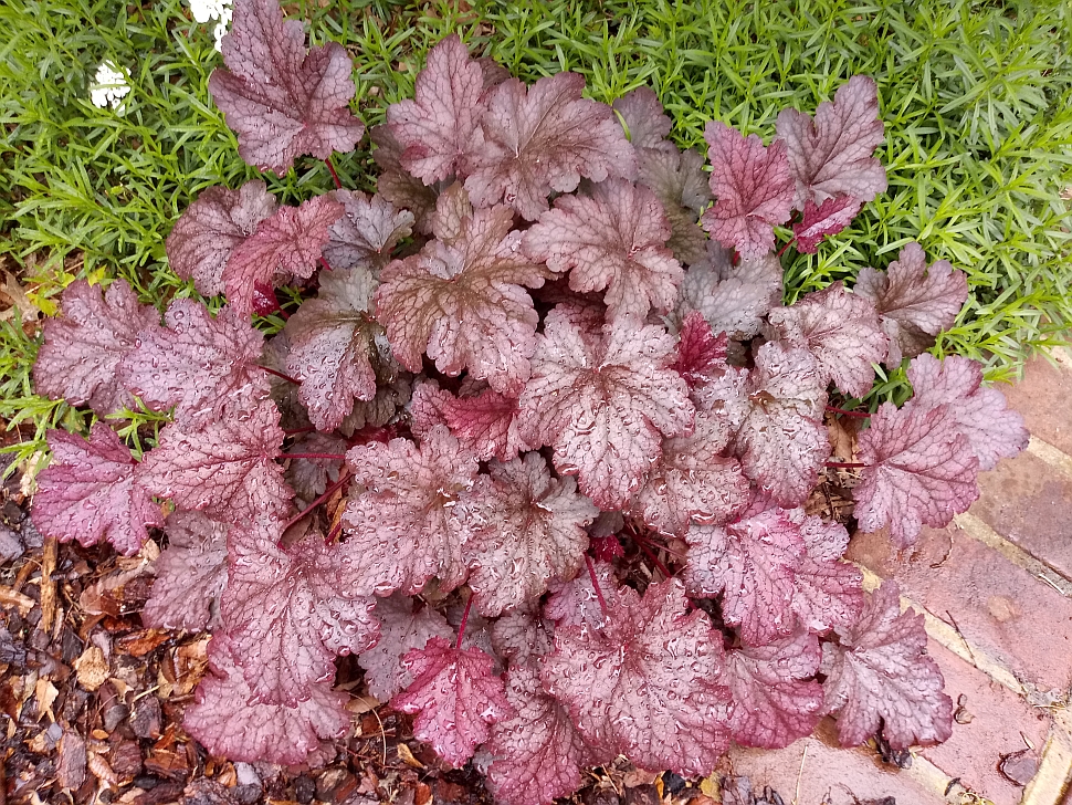 Future Plants by Randy Stewart: Heuchera - Coralbells
