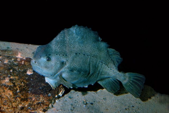 Real Monstrosities: Henfish aka THE Lumpsucker
