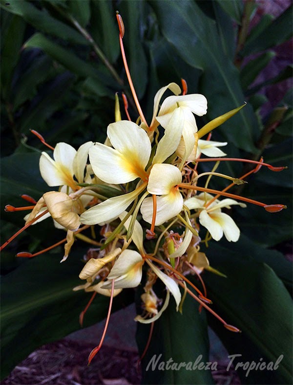 Fotos Y Nombres De Flores Amarillas