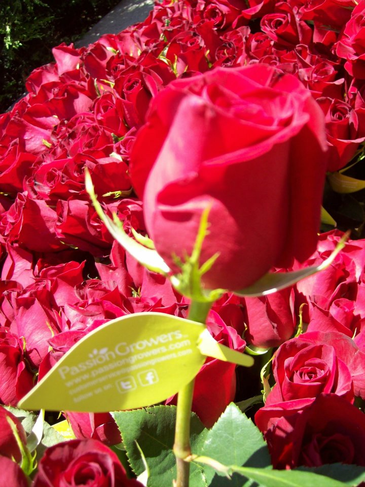 Michael's Heart : ♥ One Rose for Michael J. Jackson 2013
