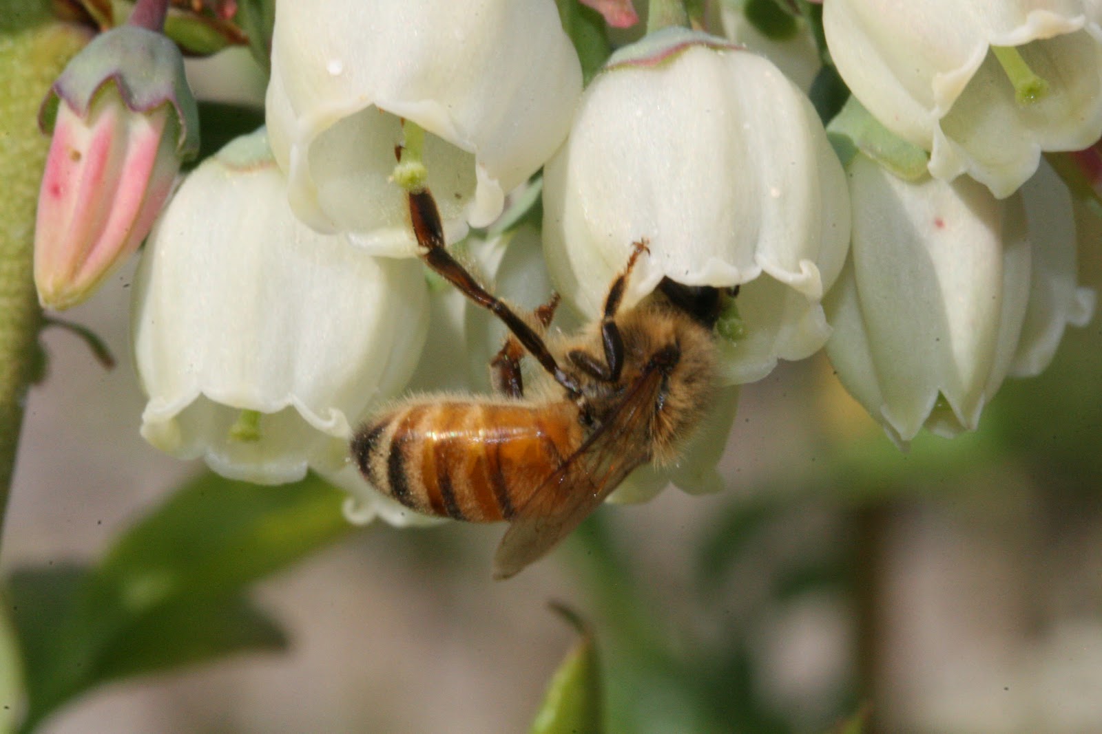Fruit Ag Updates: Pollinator Health: Neonicotinoids and Bees