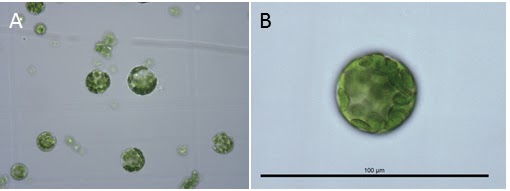 Plant ProChip: Introducing Protoplasts Part II