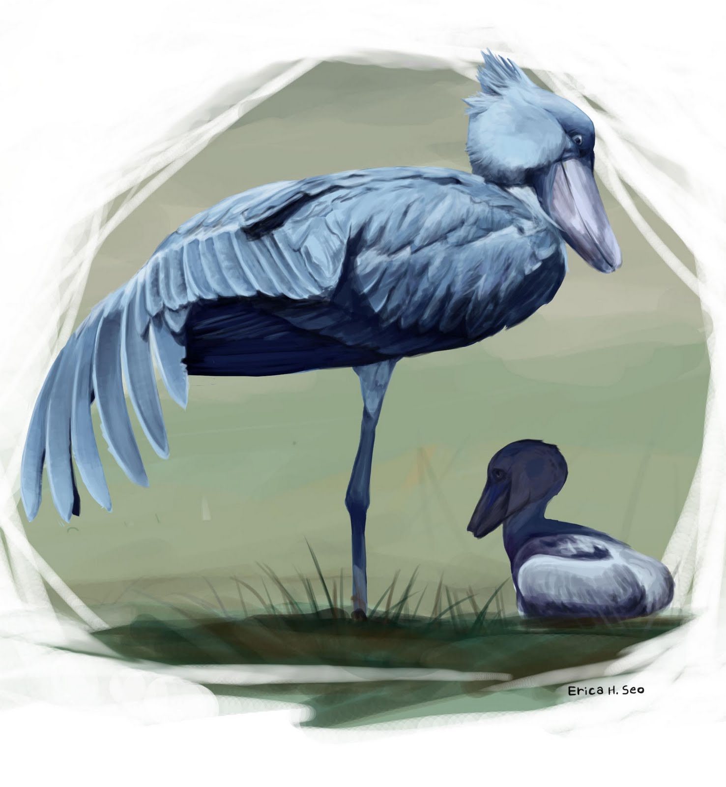 Erica H. Seo's blog: Shoebill bird