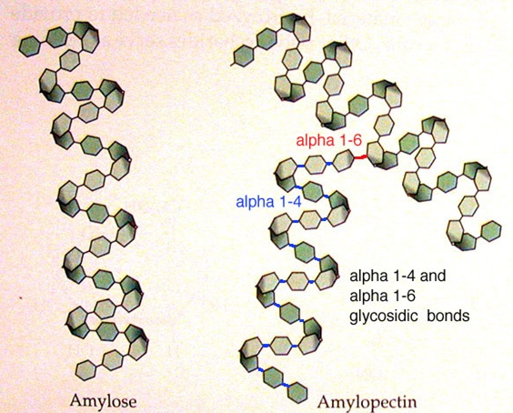 The BioLogs: CAPE 1: carbohydrates