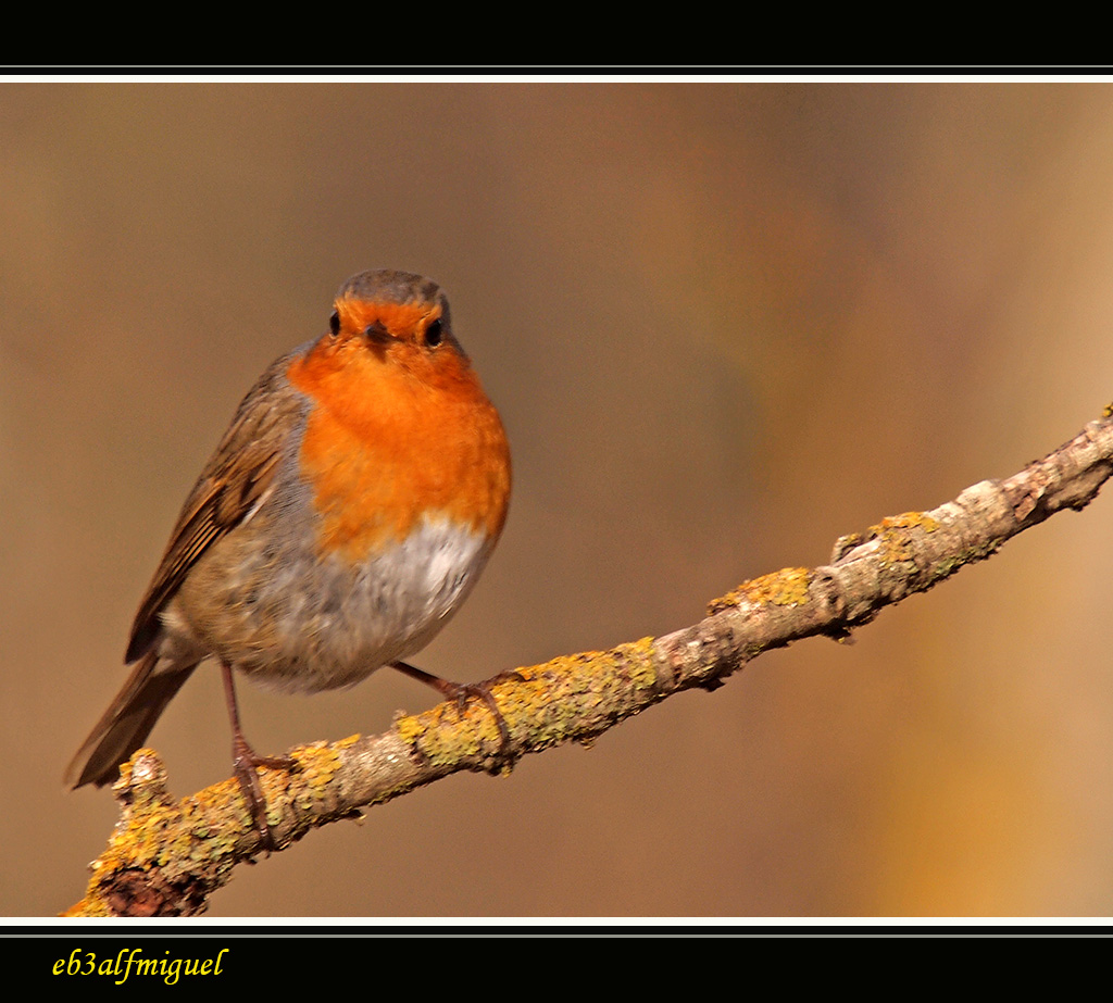 MIS AMIGAS LAS AVES: Petirrojo europeo (Erithacus rubecula)