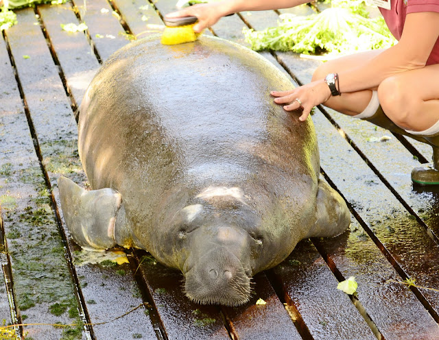 Dina's City Wildlife Adventures: A sad manatee with a happy ending.