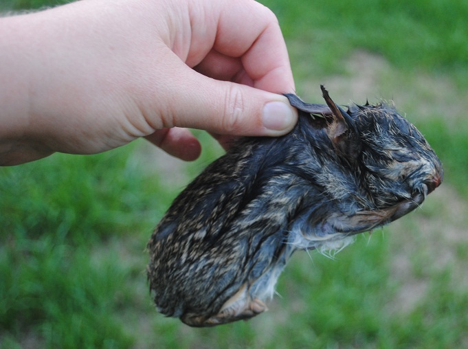 Saya's adventure: Mighty hunter has struck again. Warning dead baby ...