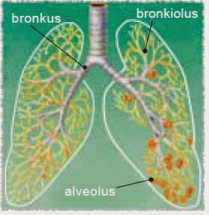 Alat-Alat Pernapasan Manusia - Belajar Kelompok