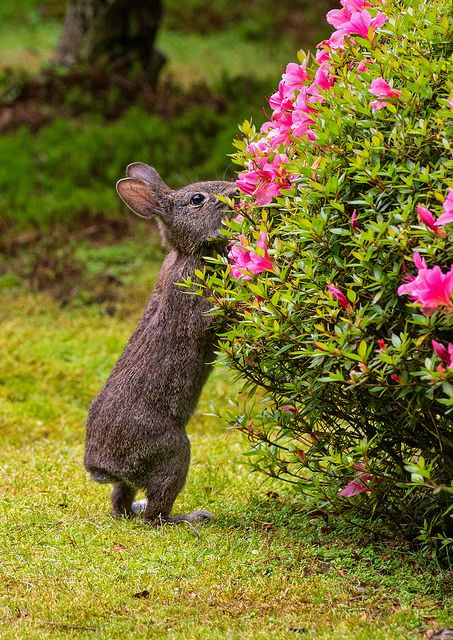 Bunnies in the Garden ~ Gardening Stuff