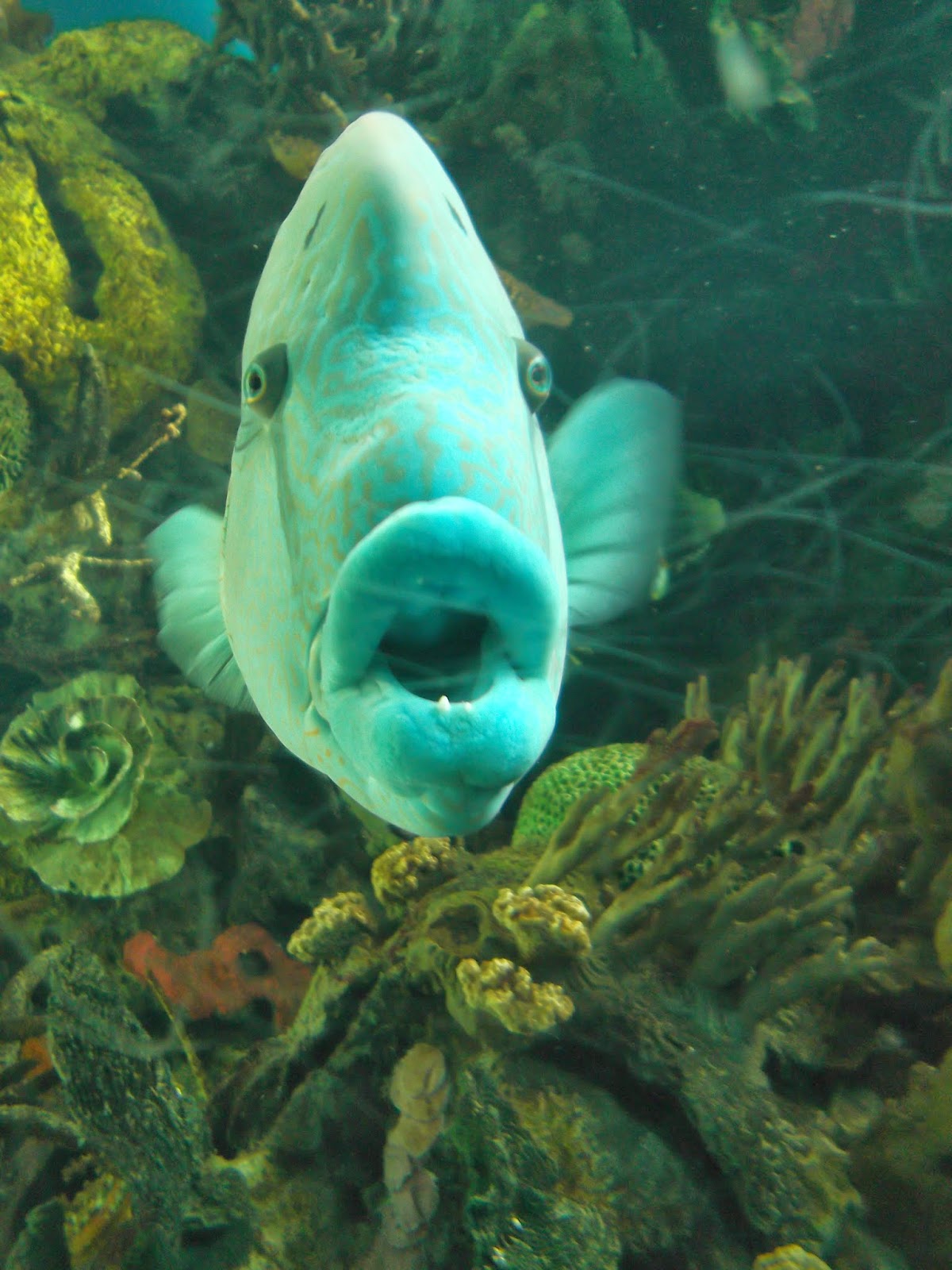 Chá de Limonete: Visita a Lisboa