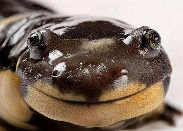 Animals With Smiley Faces ~ Big Fun - The Fun Blog