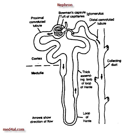 Anatomy of the kidney and urinary system with images