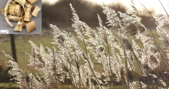 Reed root (Lugen)-Phragmites communis- Rhizoma Phragmitis Communis