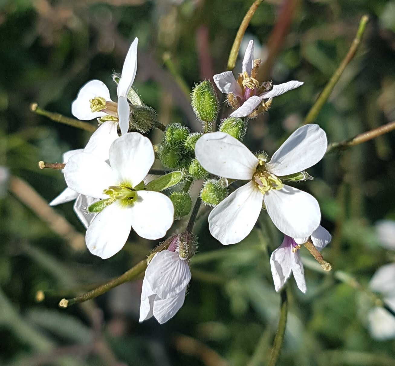 La luna de Ítaca: Jaramago blanco, rabaniza blanca,
