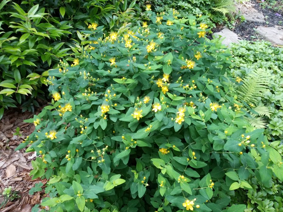Future Plants by Randy Stewart: Hypericum