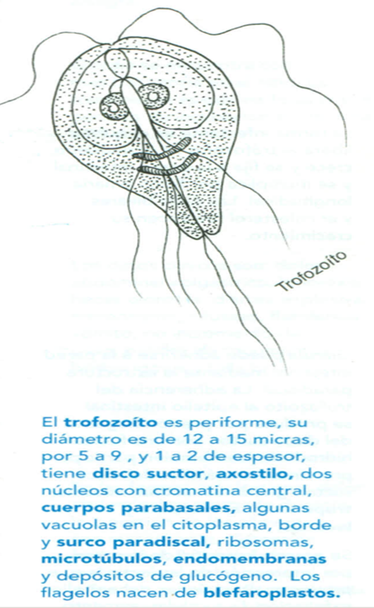 Parásitos y algo más: Giardia lamblia