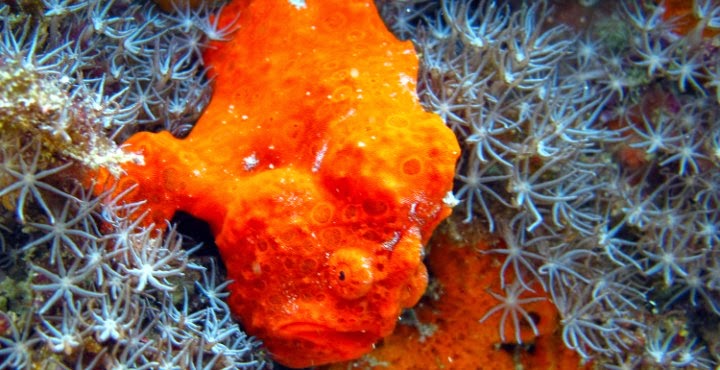 El pez sapo peludo - Ecomundo