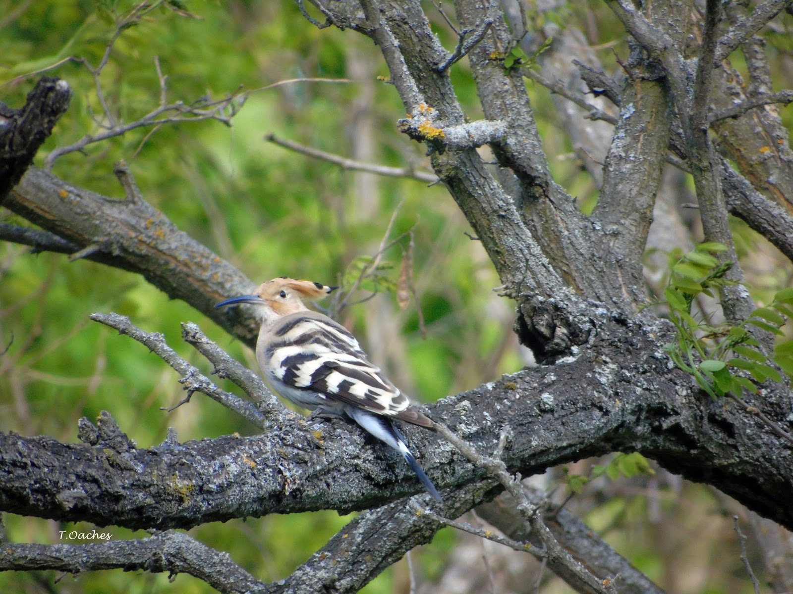 PASARI DIN ROMANIA: PUPAZA, Upupa epops