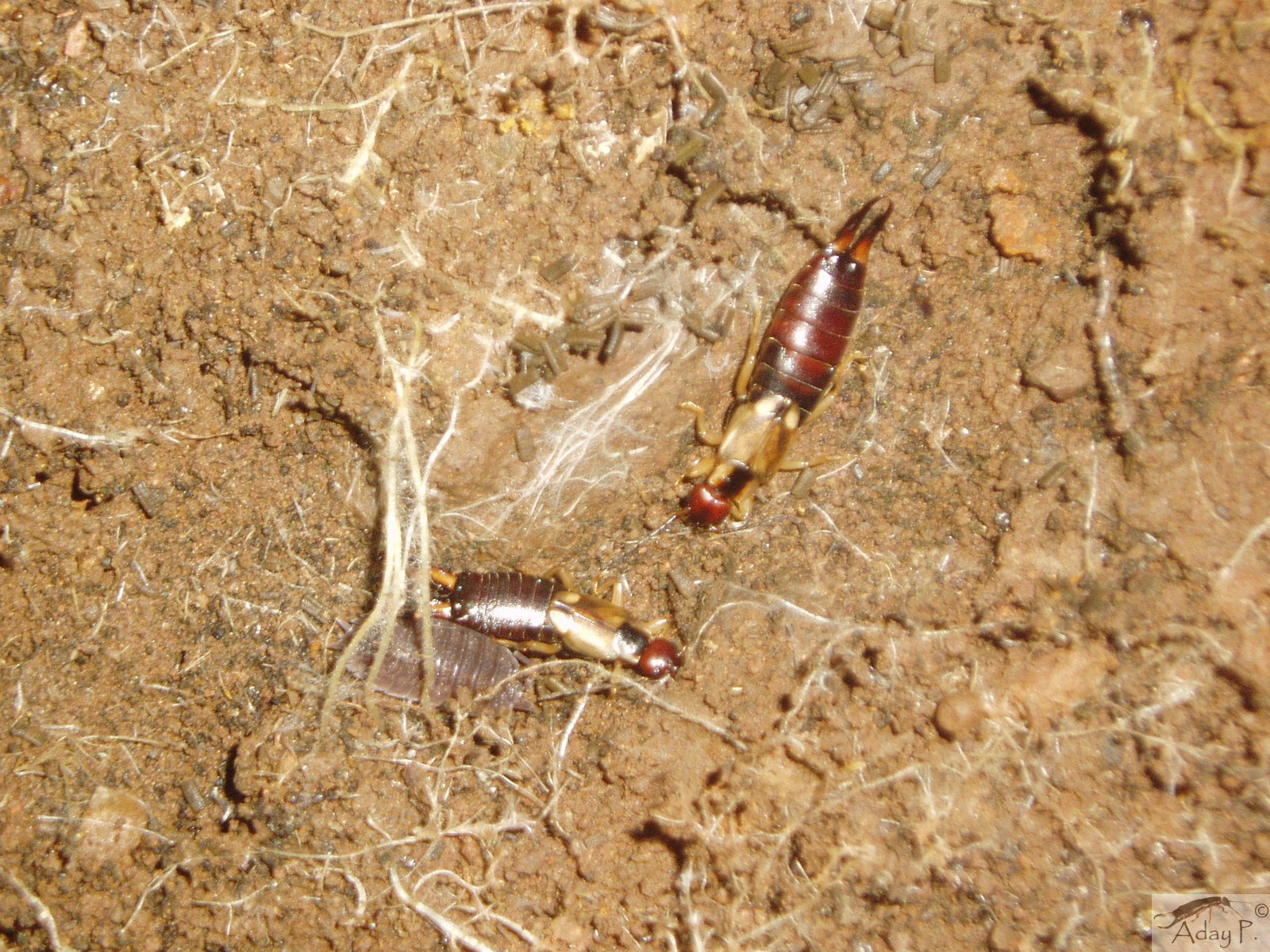 Artropodolandia: Dermápteros