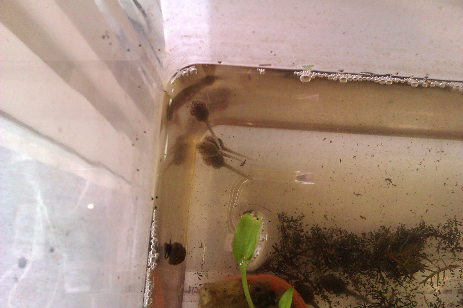 ACT Frogwatch Tadpole Kits: Tadpoles 1 month old