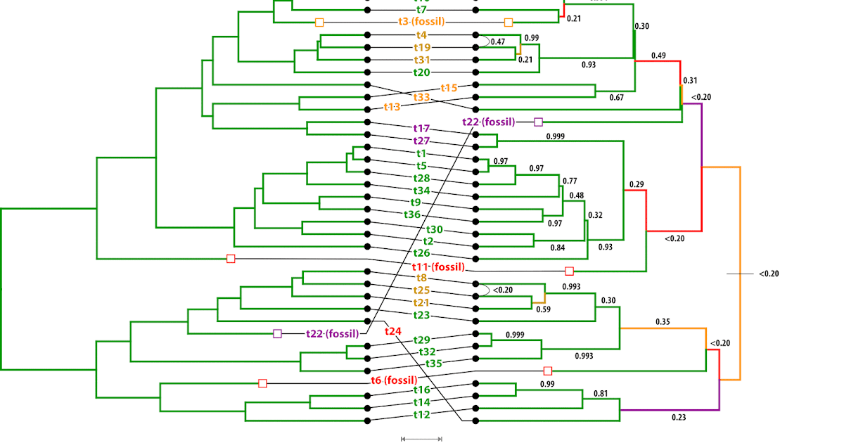 The Genealogical World of Phylogenetic Networks: Summarizing non-trivial Bayesian tree samples ...