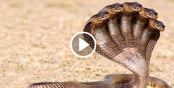 Five Head Snake - The Rarely Seem in the world (video inside)