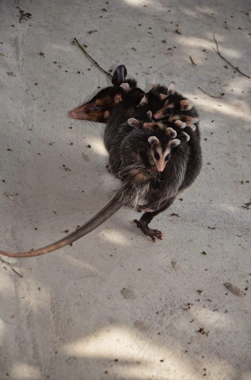 Diversão é Cultura e Cultura é diversão!: Ciências: Conhecendo o Gambá
