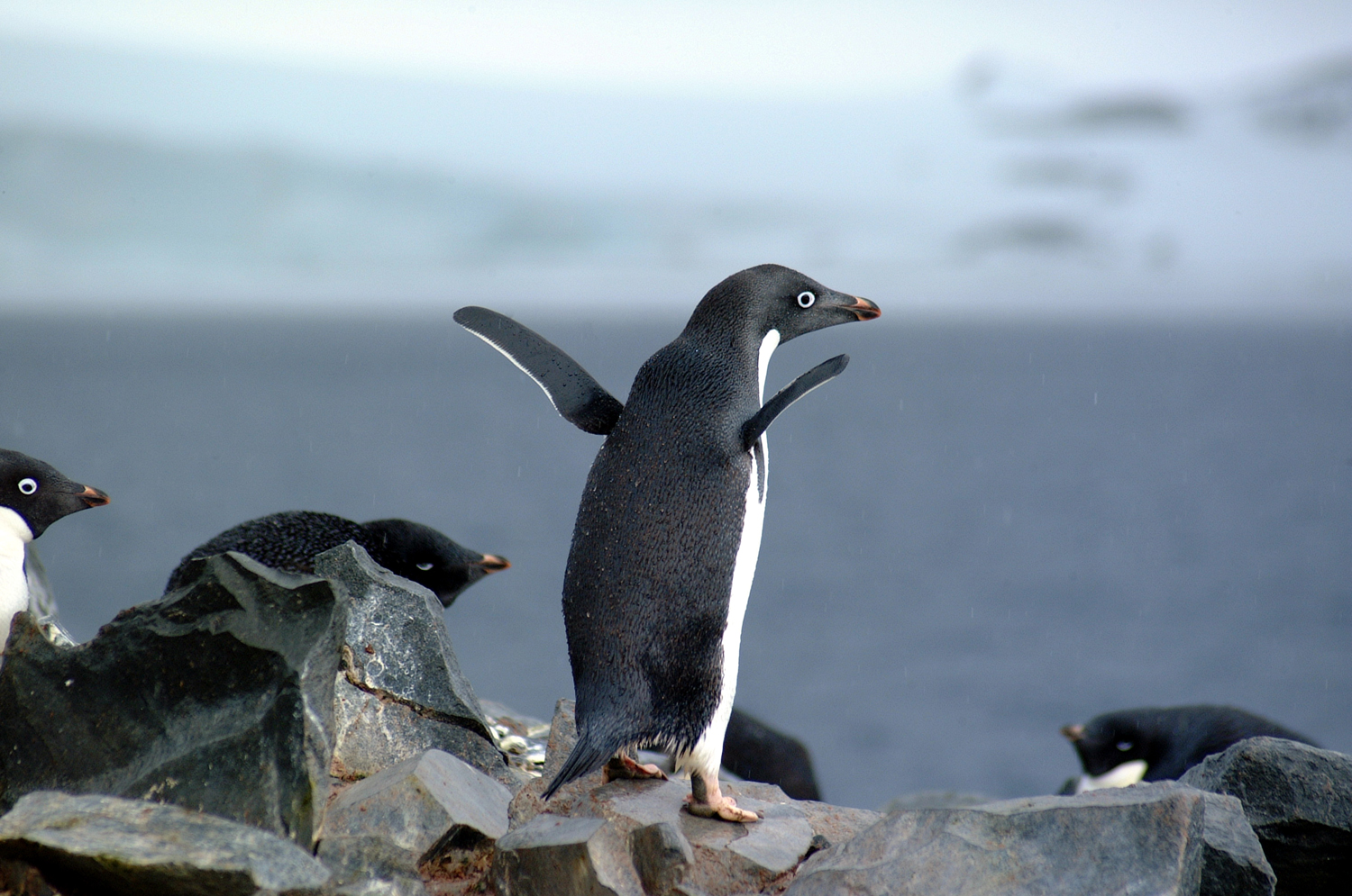 Adelie Penguin | Life of Sea