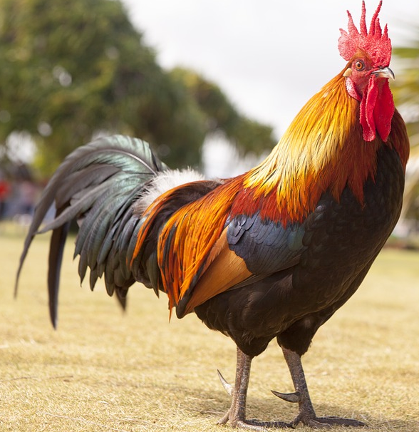 The Rooster in the Chinese Zodiac or Horoscope and its meaning