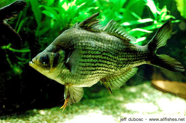 INDONESIAN FRESHWATER FISH COMMUNITY - IFFC: 49 Species of Family ...