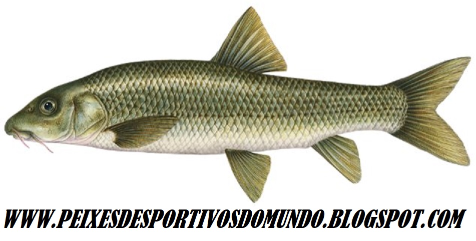 PEIXES DESPORTIVOS DO MUNDO: O BARBO COMÚN - Luciobarbus bocagei ...