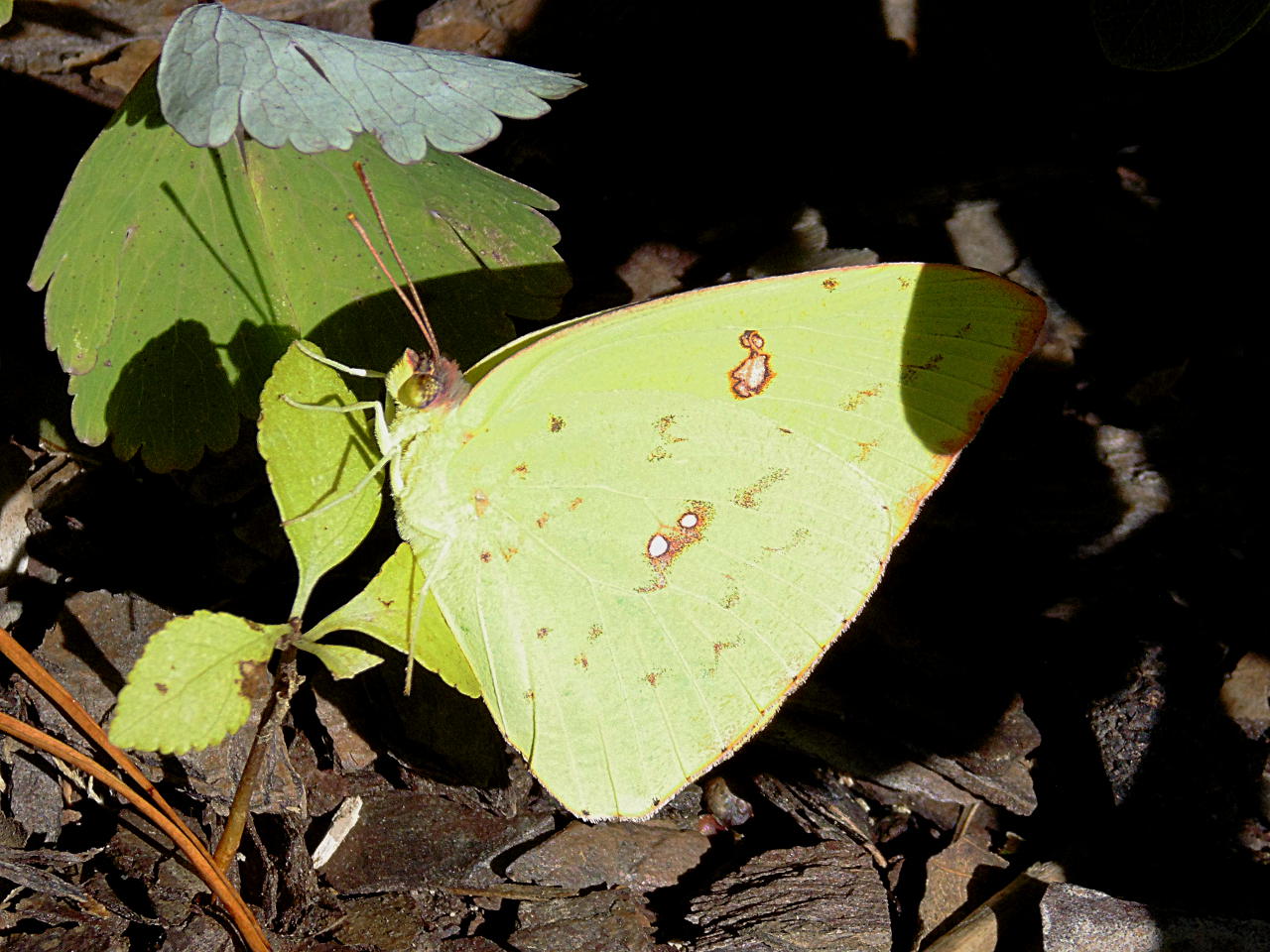 A View from the Beach: October Butterflies