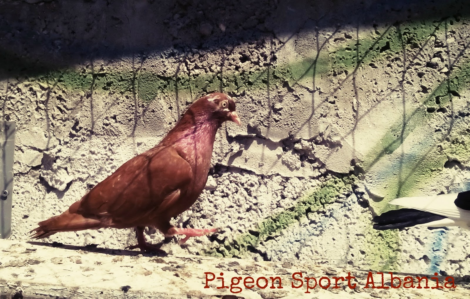 PIGEON SPORT ALBANIA: Pellumba ballinj saltro (PIGEON 7 ALBANIA)